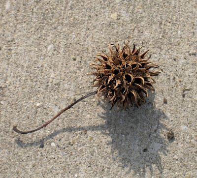 10,000 things that make me happy: Cold Pricklies, a.k.a. Poky Balls