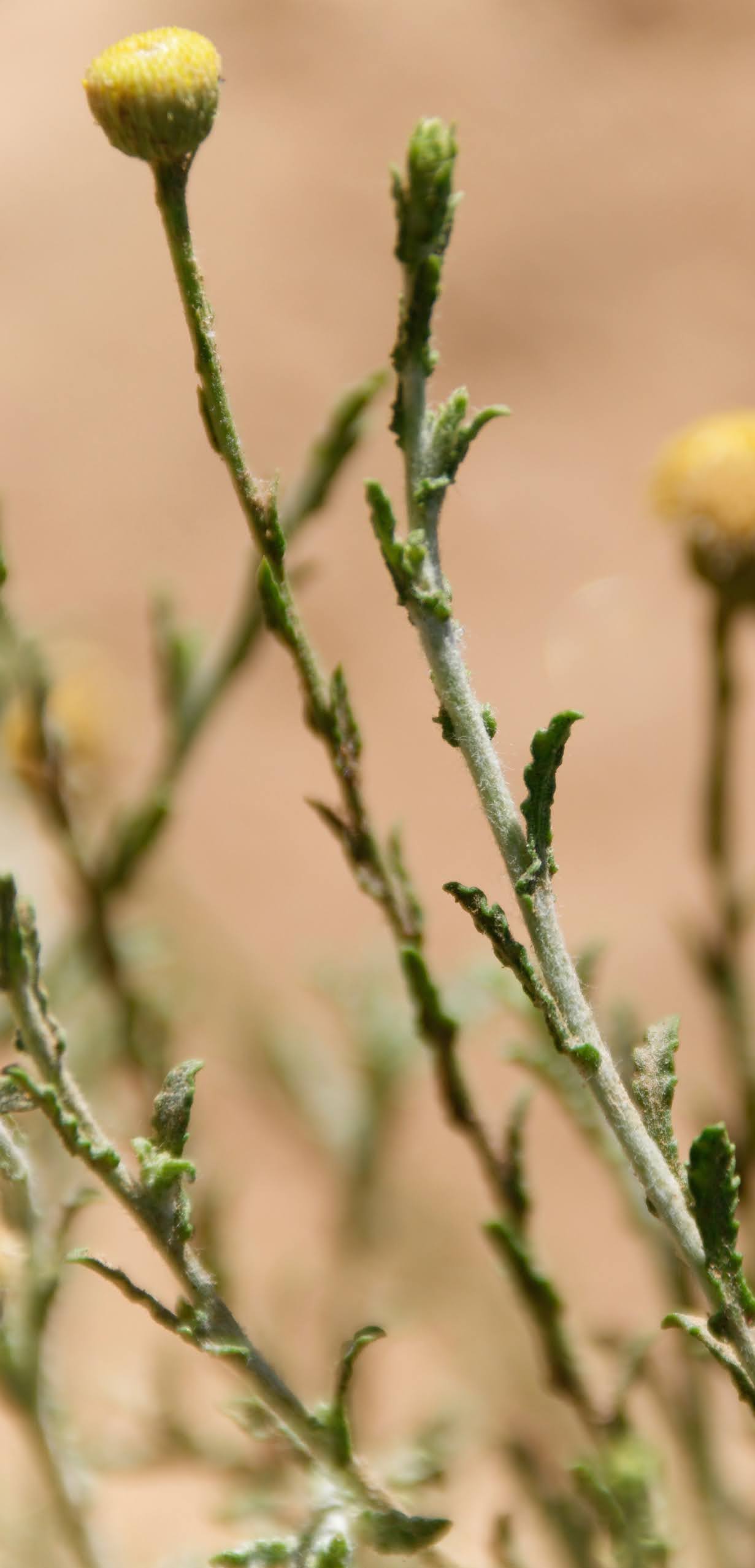 HERBIER: Pulicaria undulata subsp. undulata