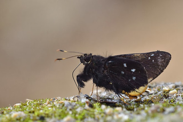 Beauty of Fauna and Flora in Nature: Butterflies @ Mae Takhrai National ...