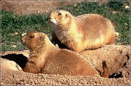 amma talk - the little way: two cops and a dead groundhog