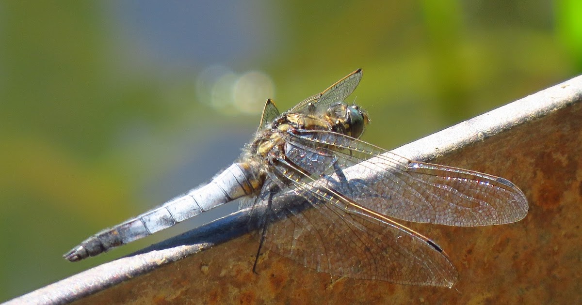 BugBlog: Dragonflies to watch for in July