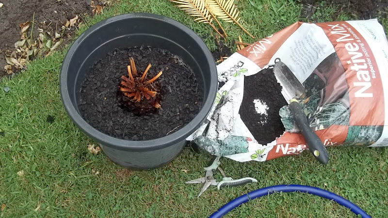 My Cooking and My Garden: Cycad-Australian Native