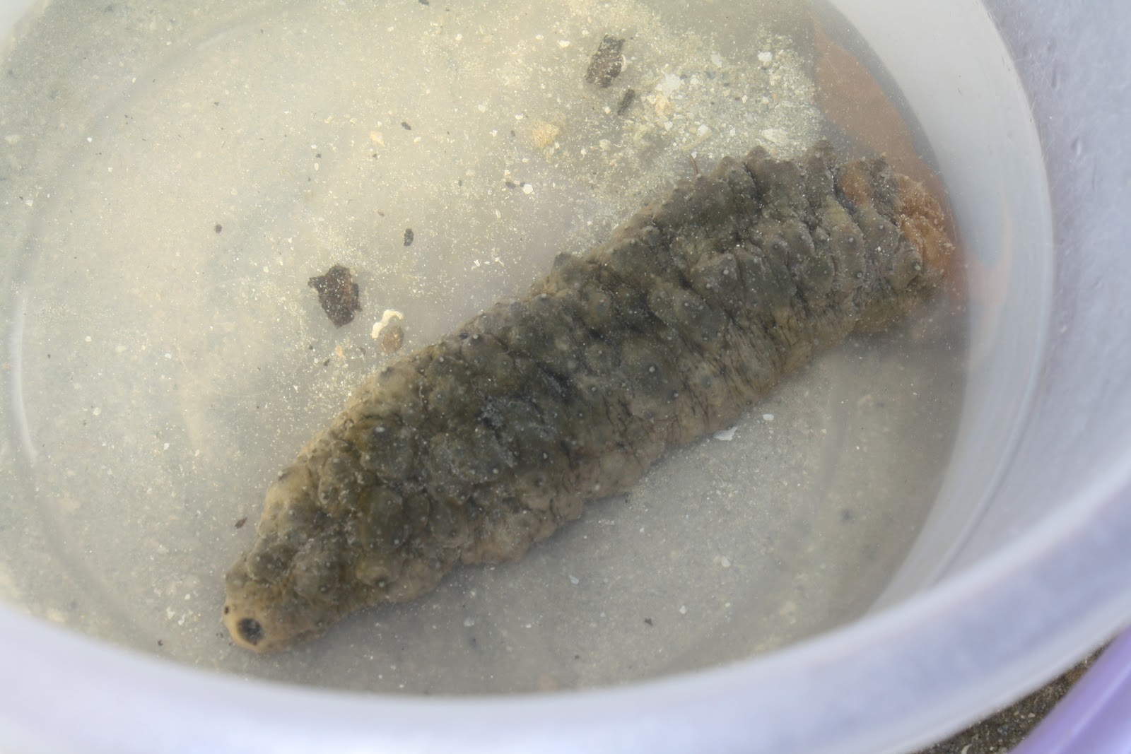 Marine Biology: Sea cucumber