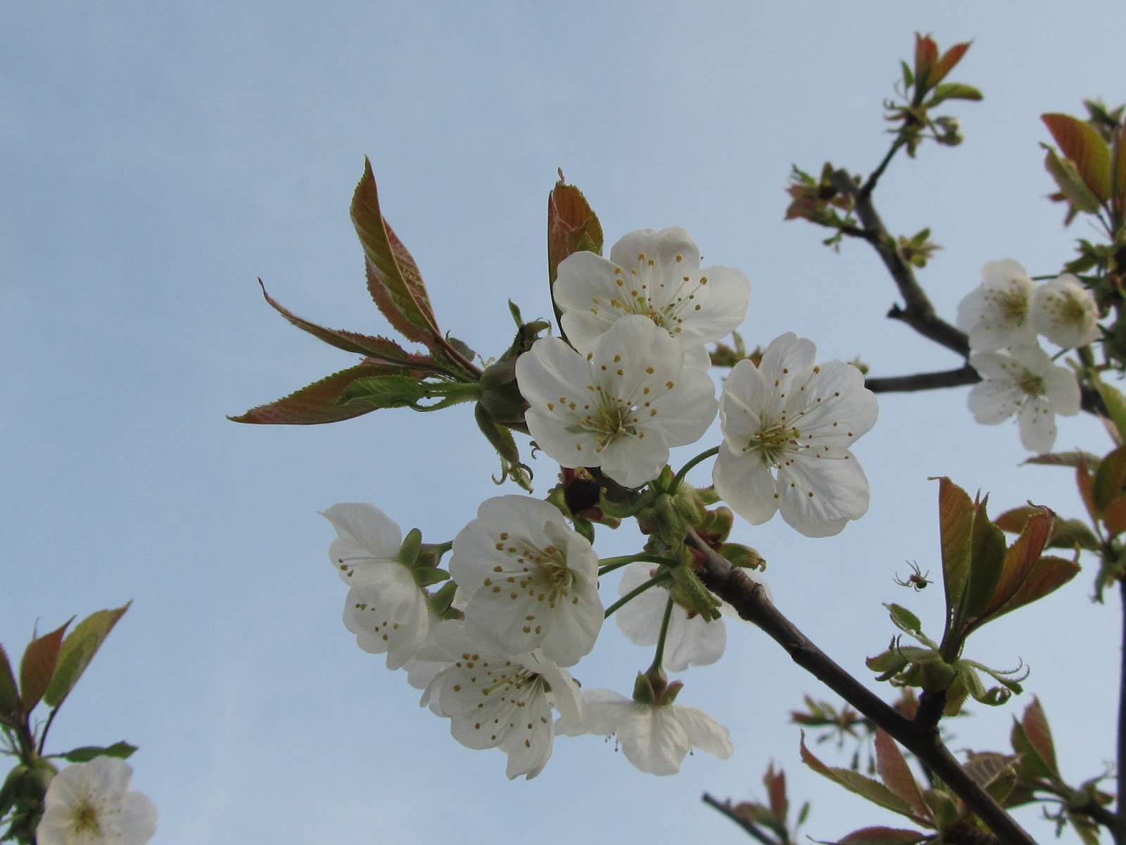 Come Coltivare il Ciliegio (Prunus avium) | Il Gusto Della Natura