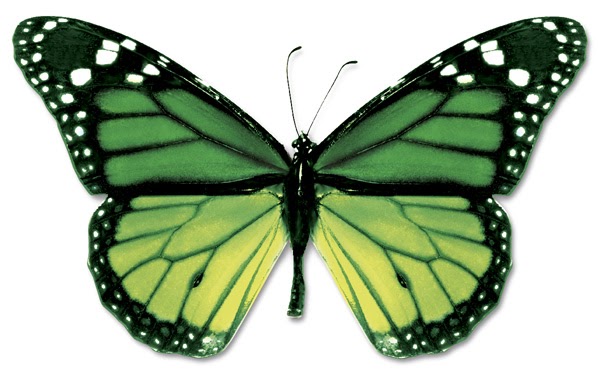 Photography: green butterfly