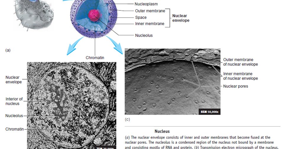 JQ Nursing Review: A&P Lecture 1.3: Nucleus