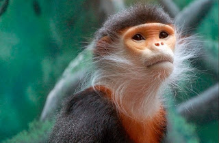 Los primates más amenazados del mundo ~ Gallo Pinto