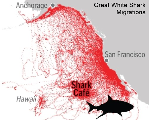 RTSea Blog: observations on oceans, sharks and nature: Tagging of ...