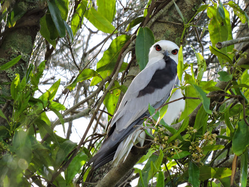 Birding - Tweed Heads - Australia: Tweed Bird List with Photos