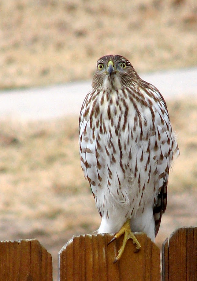 Flyover Country: Small brown hawk as silver lining