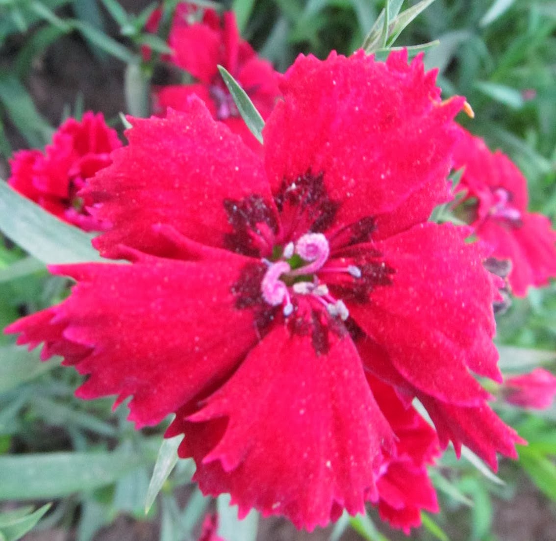 NATURAL & UNIQUE PHOTOGRAPHY: DIANTHUS FLOWER