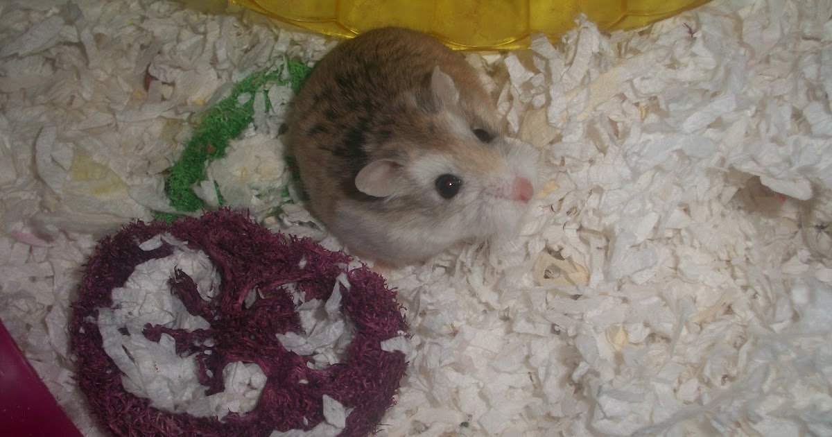 Pams Party & Practical Tips: Homemade Hamster Treats