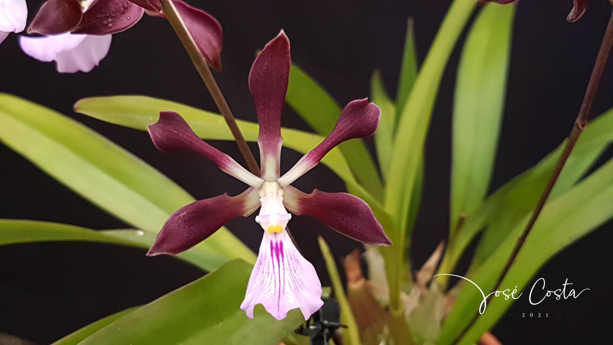 Encyclia cordigera (Kunth) Dressler