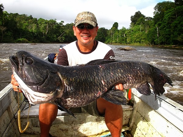 ANGLING WORLD 魔魚釣界: The Exotic Amazon Game Fish - Aimara