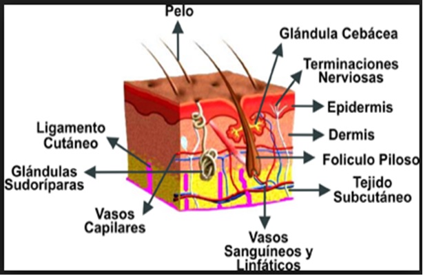 cienciasoctavoeoh2017: SENTIDO DEL TACTO