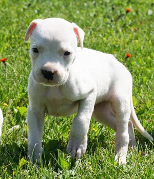 Perros de caza: DOGO ARGENTINO