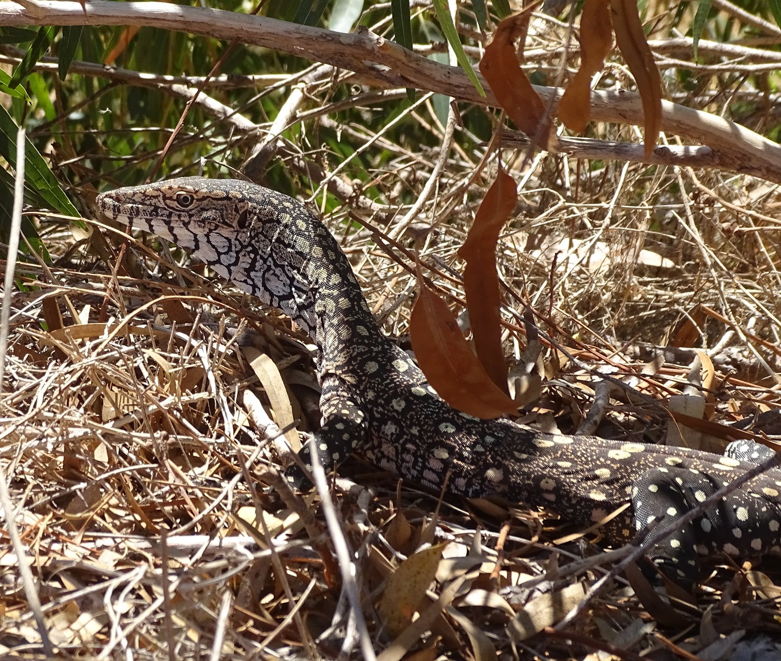 A Field Notebook: Perentie Lizard and Long-nosed dragon, Exmouth, WA