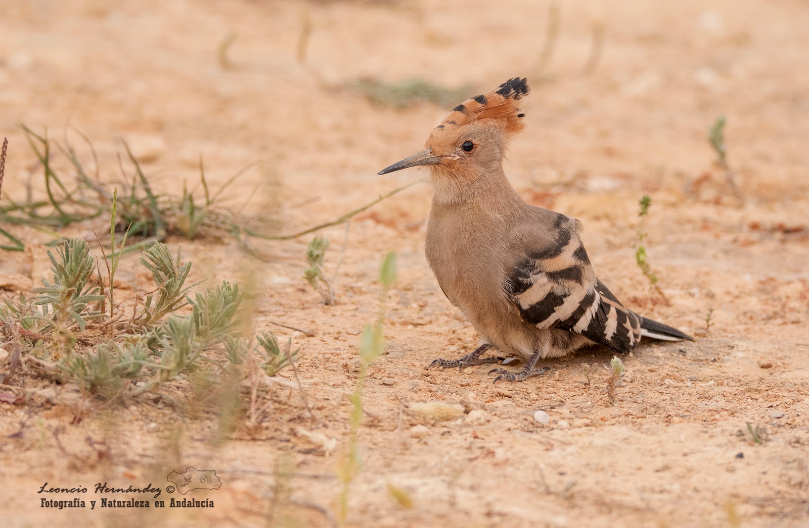 FOTOGRAFÍA Y NATURALEZA EN ANDALUCÍA: AVES-ABUBILLA (Upupa epops)