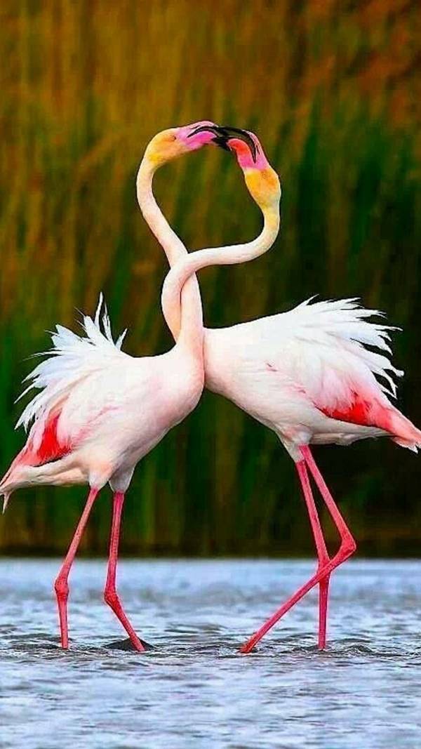 99 WOW: Animals Dance Tango Too!!?الحيوانات ترقص التانغو أيضاً!!؟