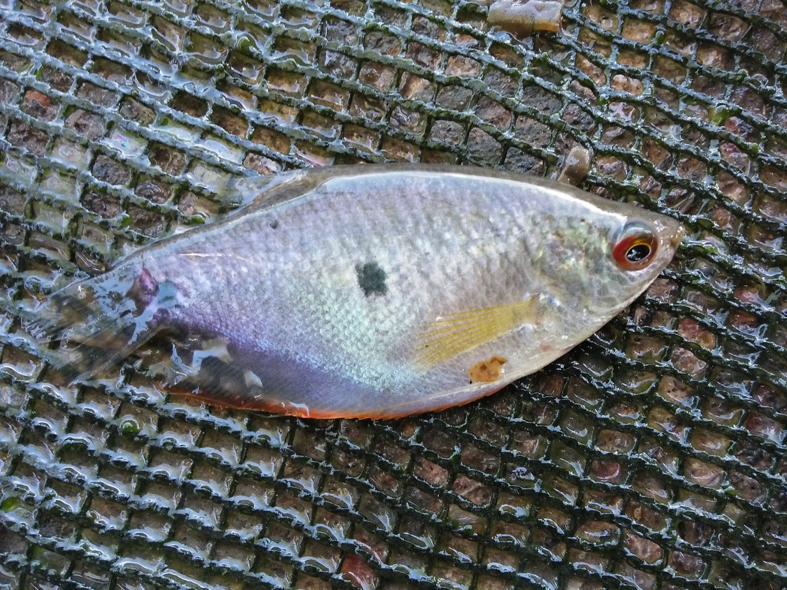 MUSLIM HOMEPAGE: Ikan sepat mato merah (Trichopodus trichopterus)