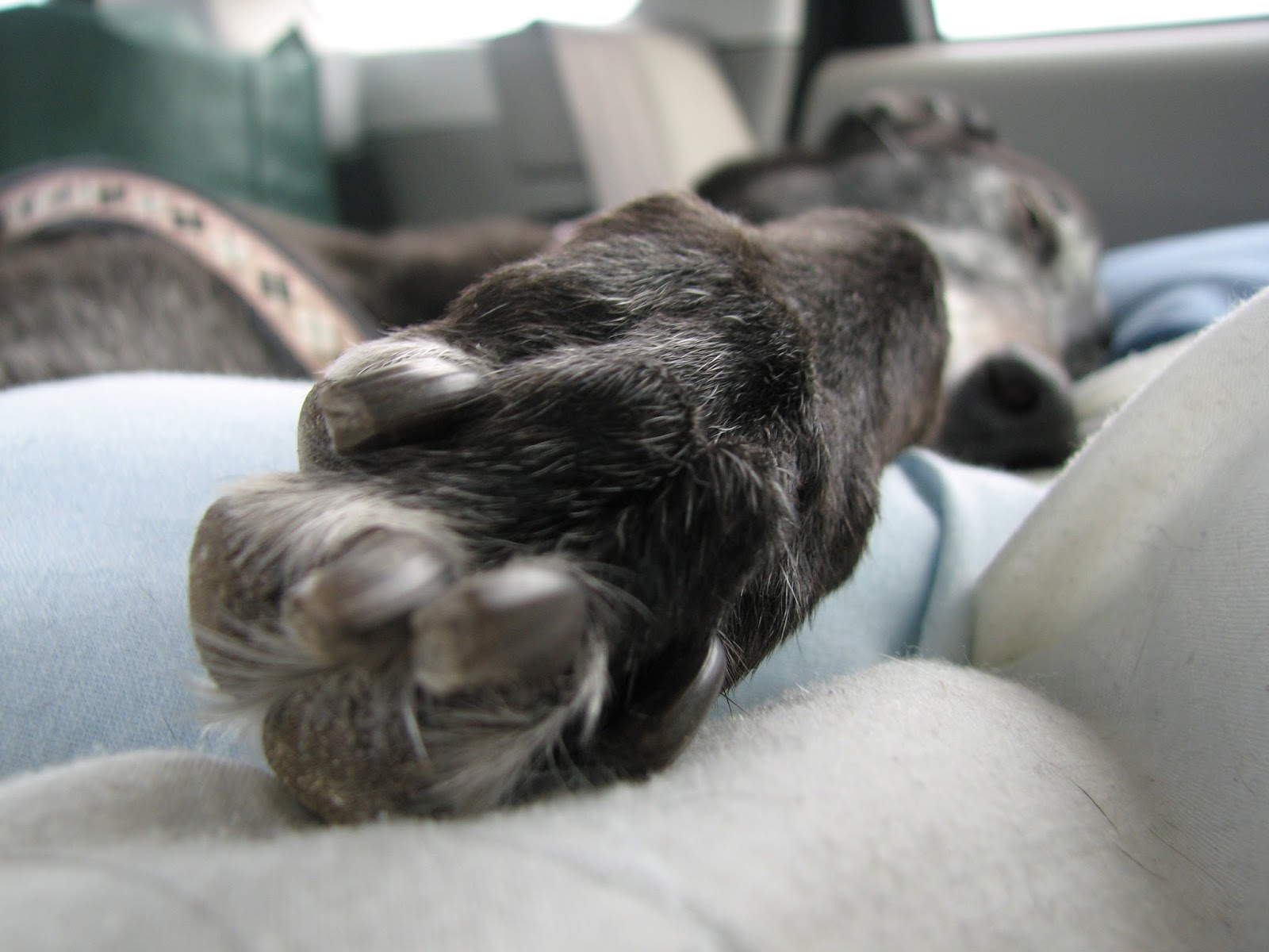 Northern Lights Greyhound Adoption Dog Blog: NLGA Photo Roundup ...