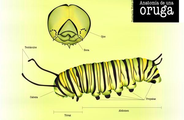 Mi Monarca: Anatomía de una oruga Monarca
