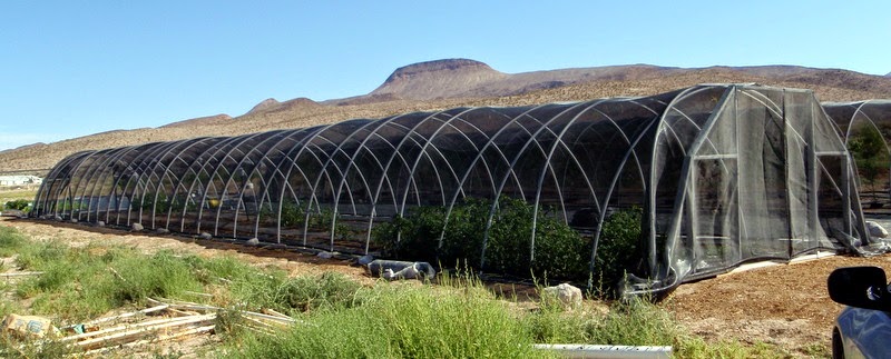 Xtremehorticulture of the Desert: Desert Greenhouses Should Be Tall and ...