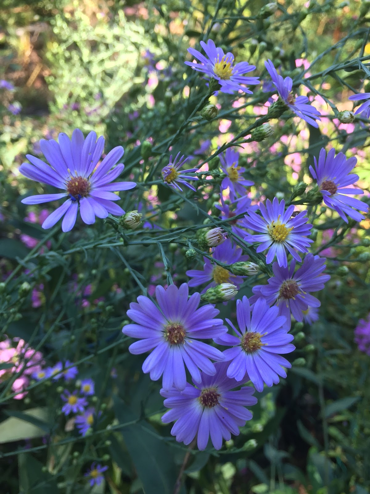 The Phytophactor: Friday Fabulous Flower - Smooth blue Aster