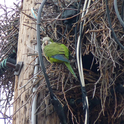 Dendroica: The Wild Parrots of Carteret