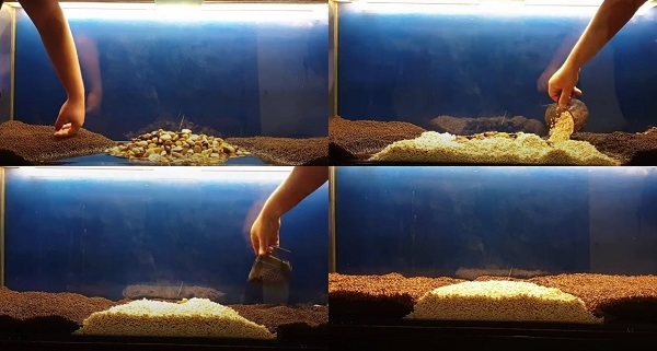 Setup New Aquascape in Planted Angelfish Tank