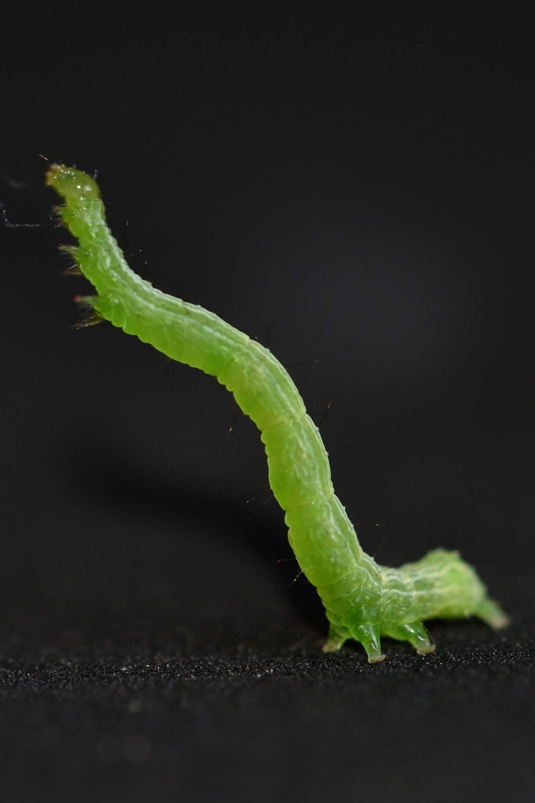 Fotografía de Naturaleza: Autographa Gamma - Plusia Gamma