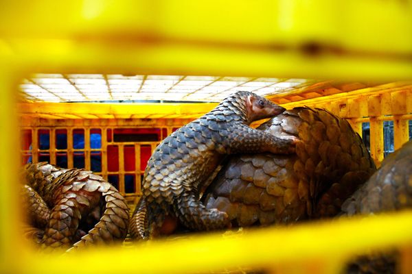 MENGENAL TRENGILING DAN MENYELAMATKANNYA