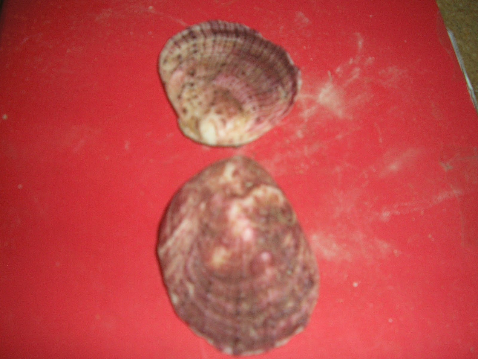 FOSSILMANIA