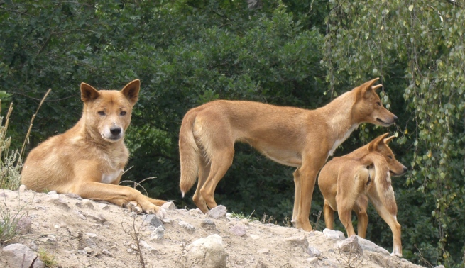 razas de perros: EL DINGO (CANIS FAMILIARIS DINGO)