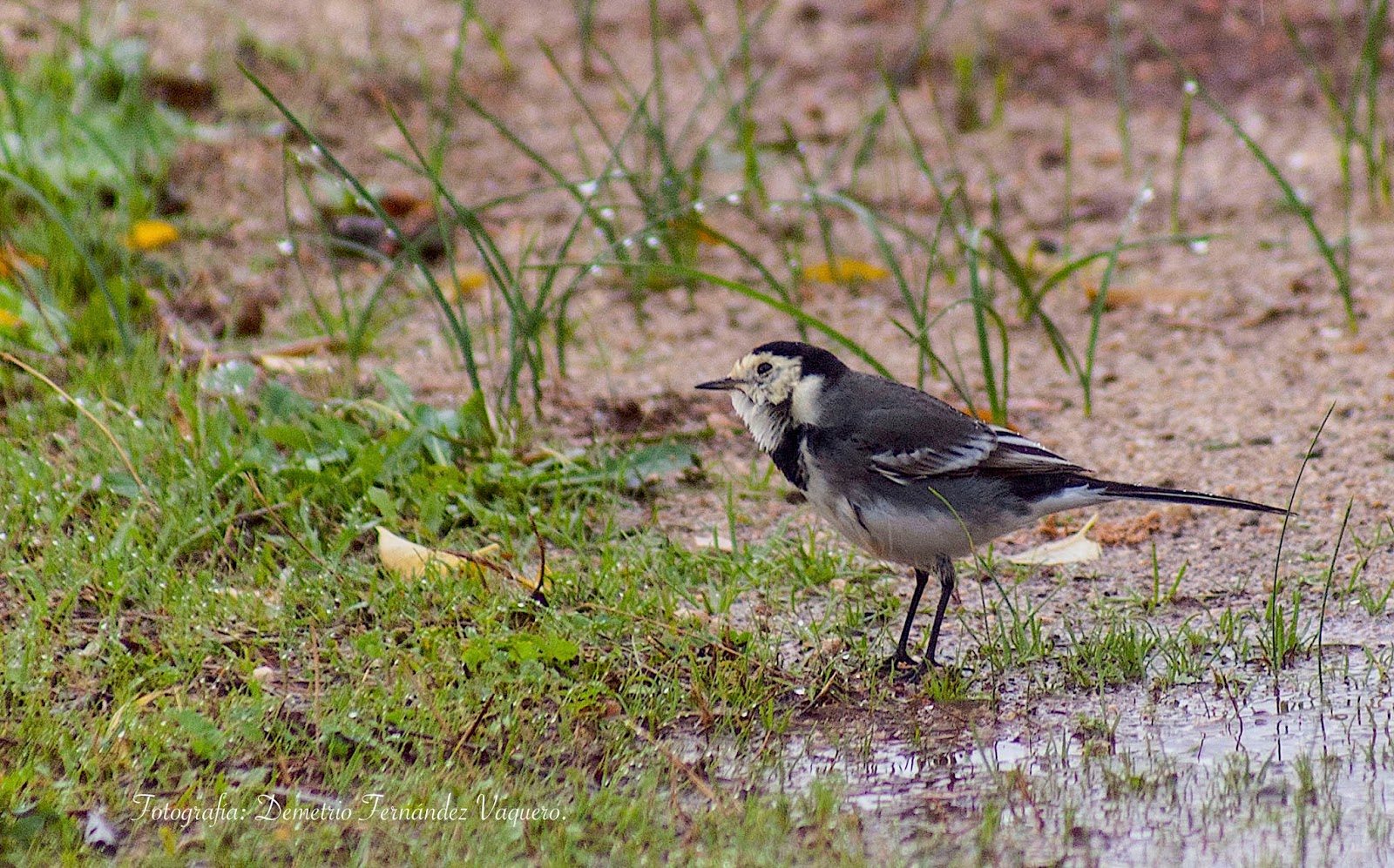 Lavandera blanca o Aguzanieves = Motacilla alba = Golloría - 4 fotos ...