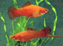 "Peces, Peces y Algo Más" : Espadas - Xifos - Colisables