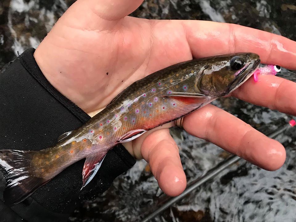 Fly Tyer Mike: "Blue Line Like a Beast" Next Level Small Stream Fly ...