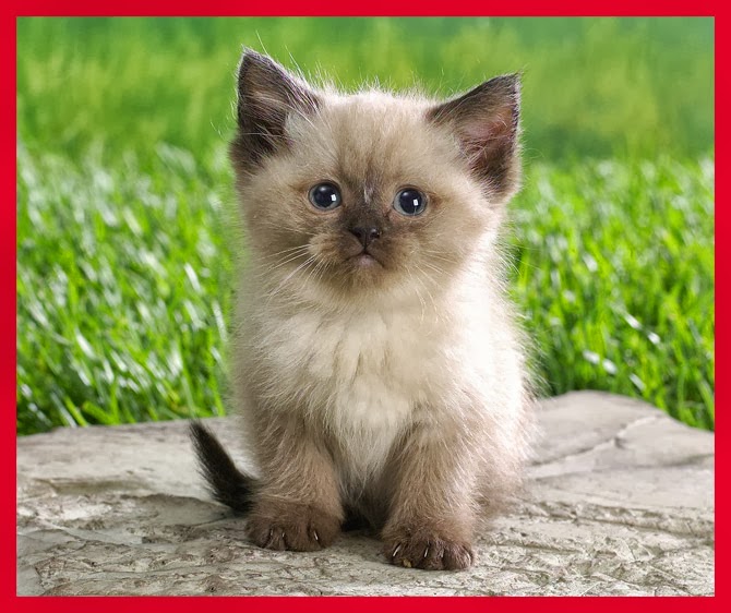 Top 20 Cutest Cat Breeds Daily News Top 20 Cutest Cat Breeds Daily News