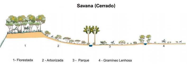Onde as Plantas Crescem - Chernossolos