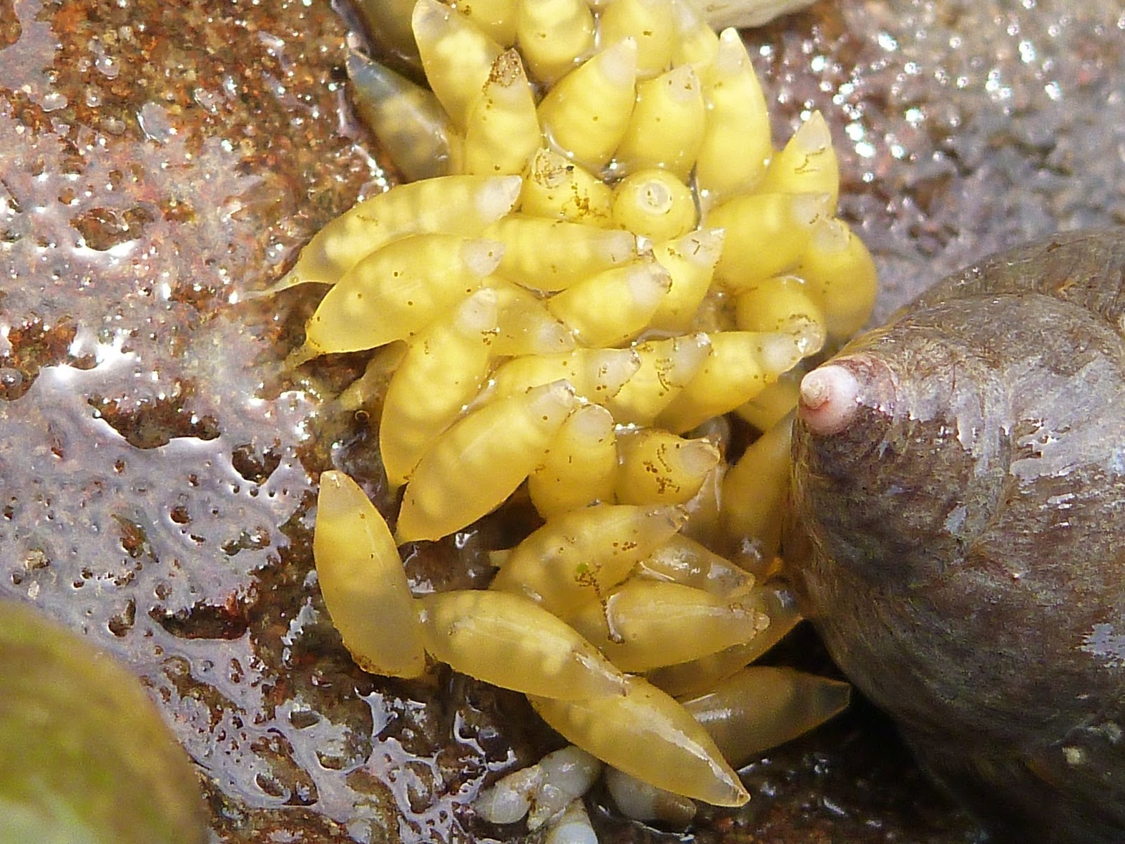 Buzz's Marine Life of Puget Sound: Eggs of the Intertidal