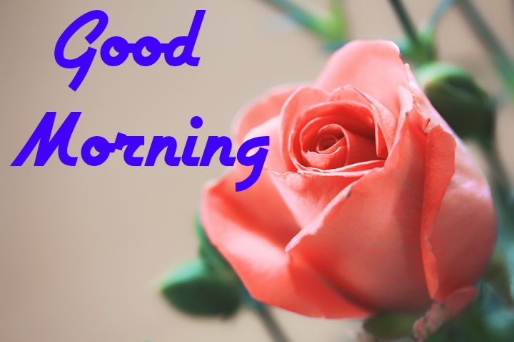 Top 10 Good Morning Ji Images greeting Pictures,Photos for Whatsapp ...