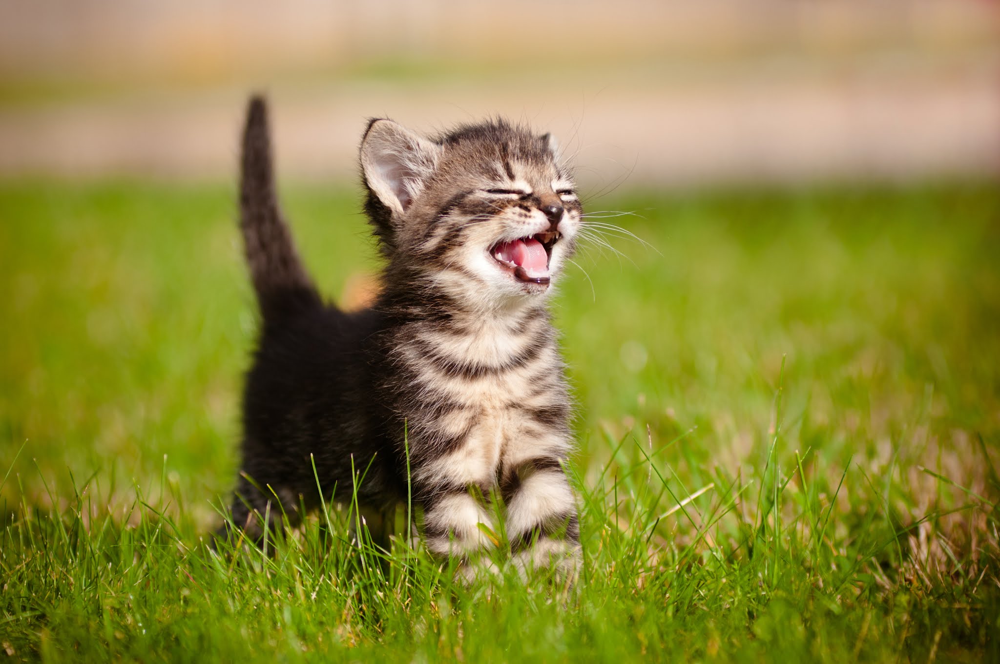 The Most Talkative Cat Breeds - Bregman Vet Group