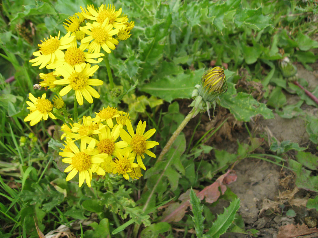 New Horse Owners: Do you know how to identify Ragwort?