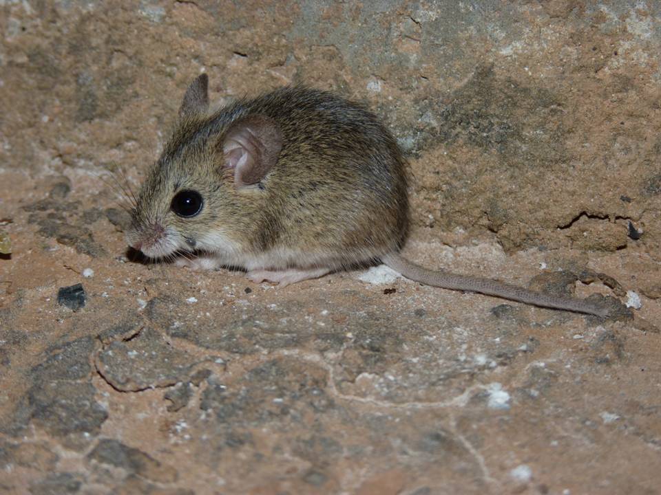 Argentina nativa: Laucha chica (Calomys laucha)