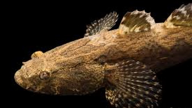 CARA TERNAK IKAN KETUTU: Ternakan Ikan Ketutu