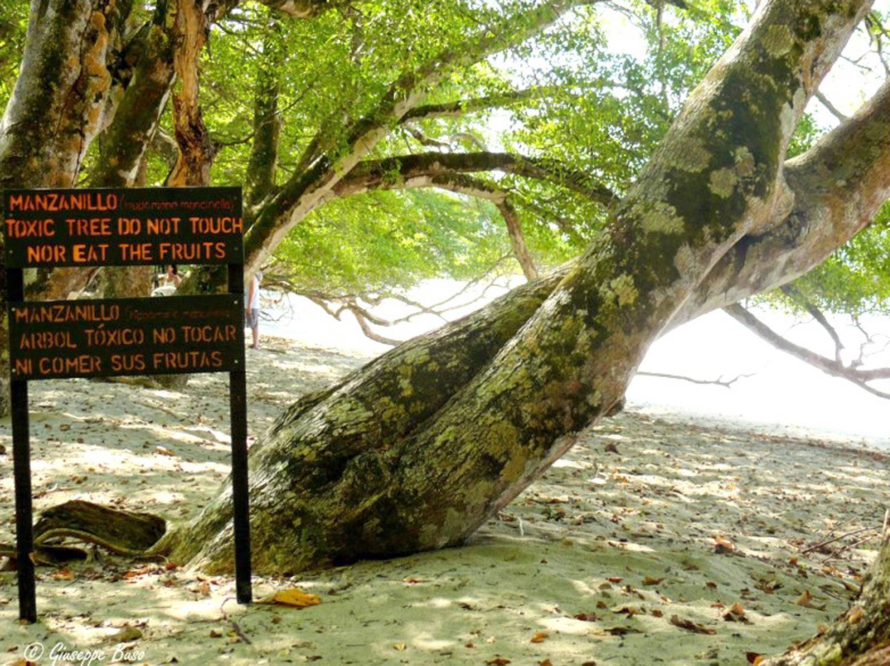 Conheça a árvore da morte, a mais perigosa do mundo