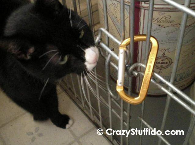 Pets | Jack Mc's Blog