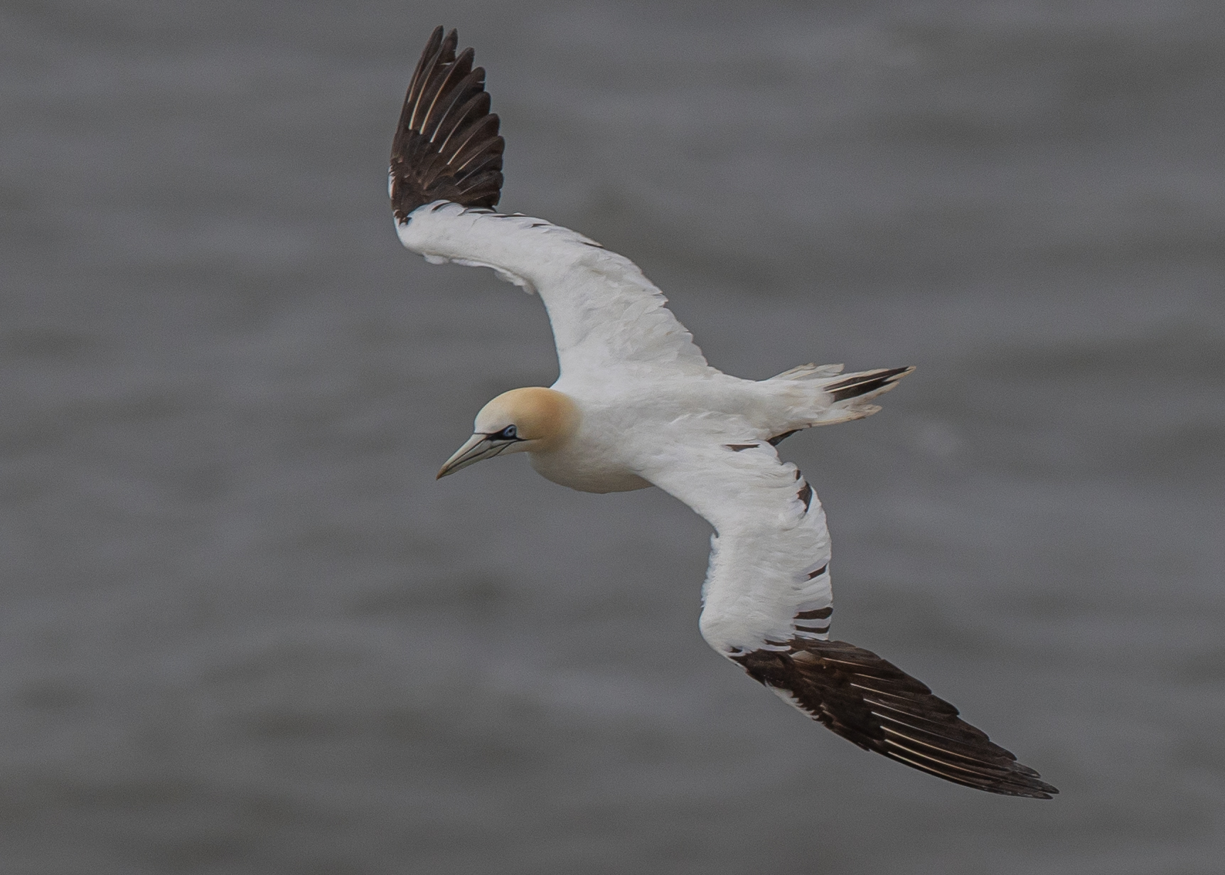 Albert the Albatross