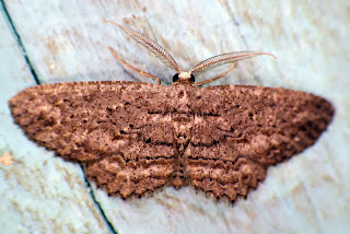 Kaitlyn's Paraguay Adventures!: Paraguay Insects- Post 1