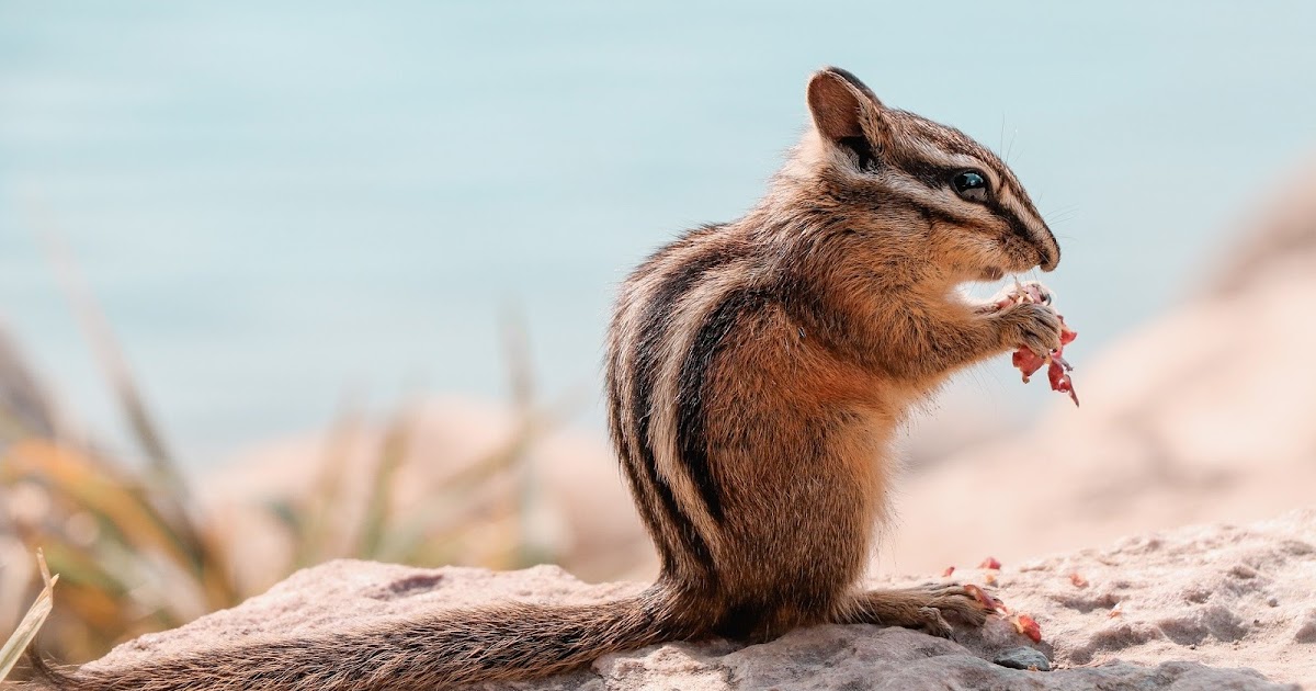 O esquilo listrado e a parte de cada um | Padre Gabriel